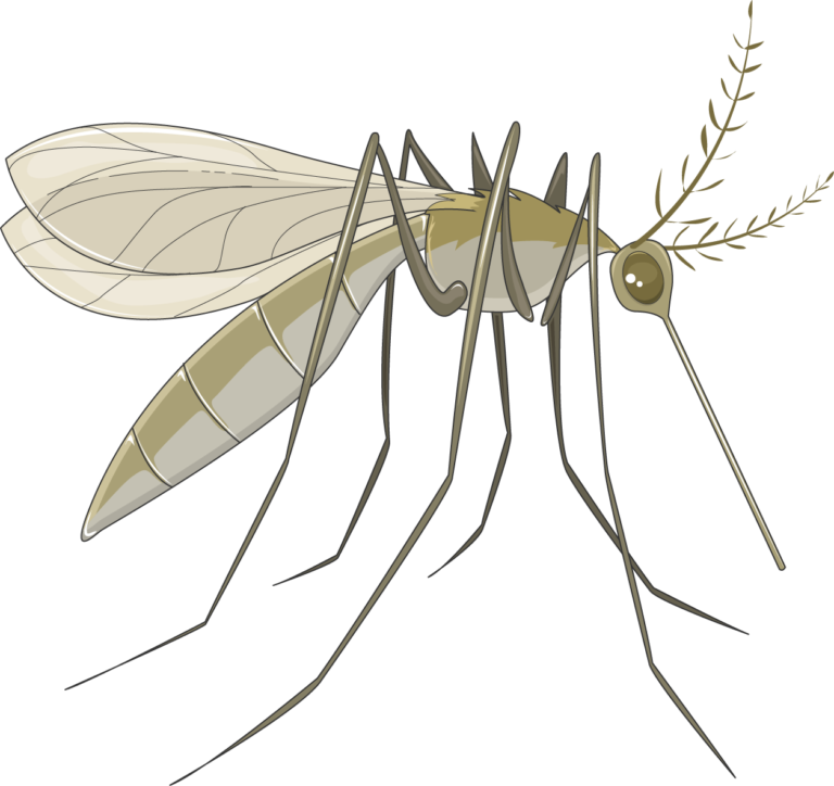 Infectiology - Servier Medical Art