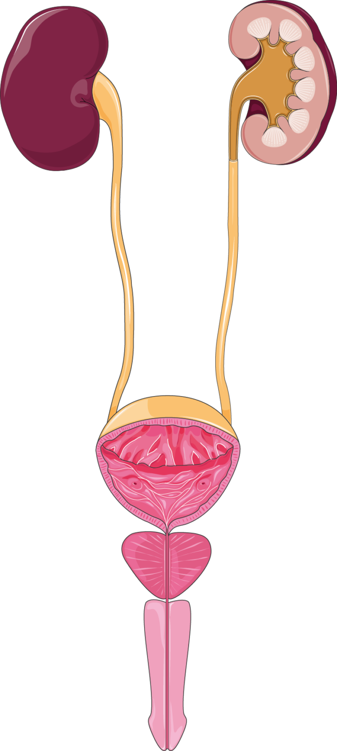 Kidney - Servier Medical Art