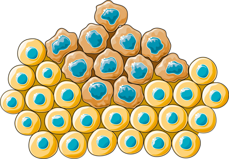 Normal cell (cancer) - Servier Medical Art