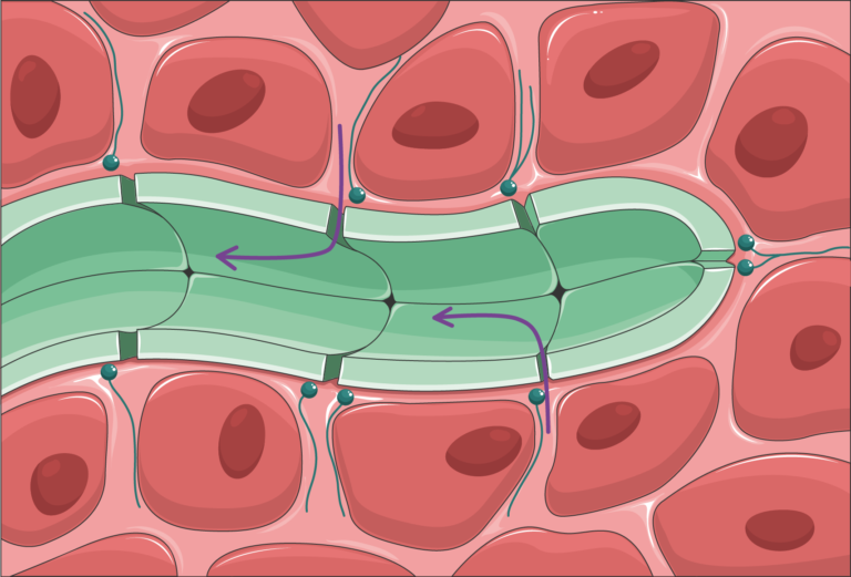 Lymphatic system - Servier Medical Art