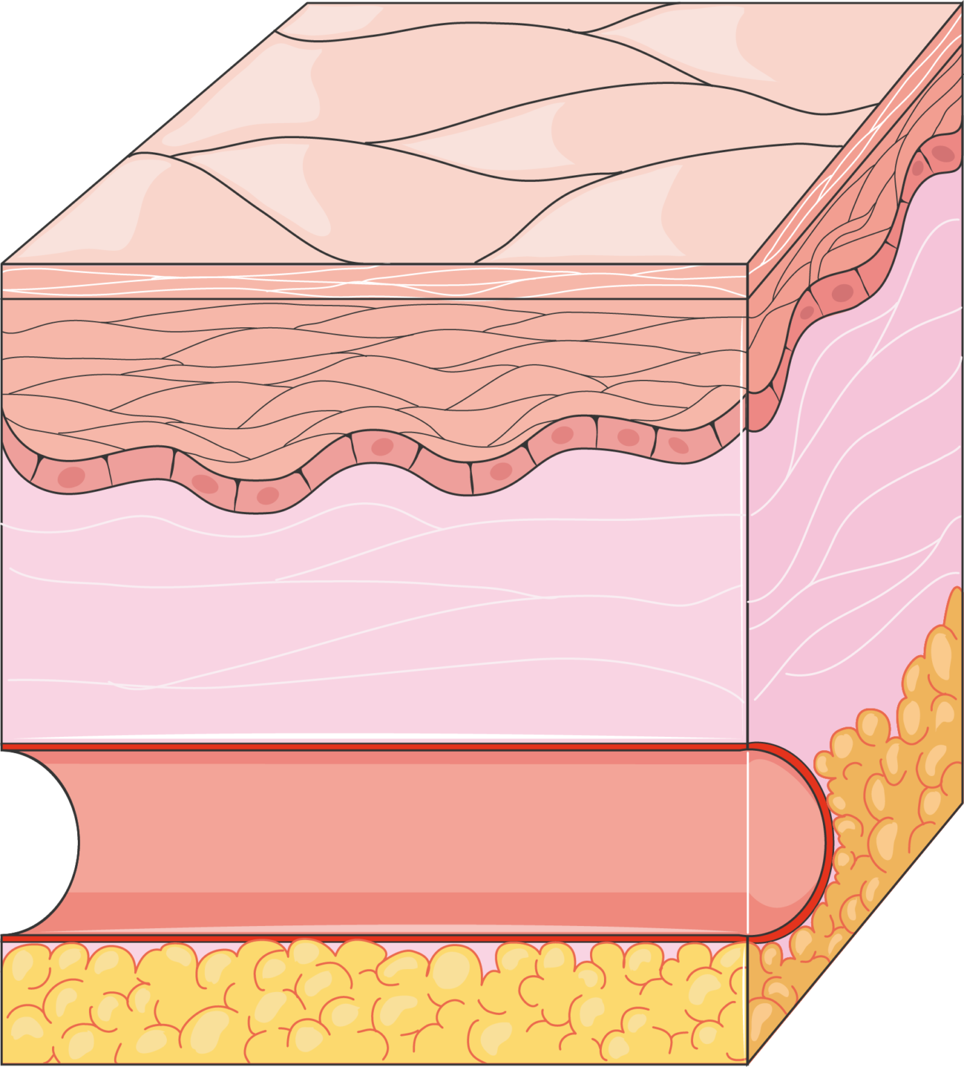 Heart - Servier Medical Art