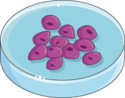 Cellular culture - Cell - Servier Medical Art