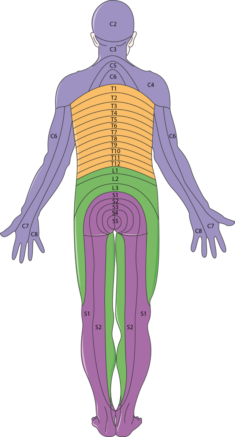 Anatomical Parts - Servier Medical Art
