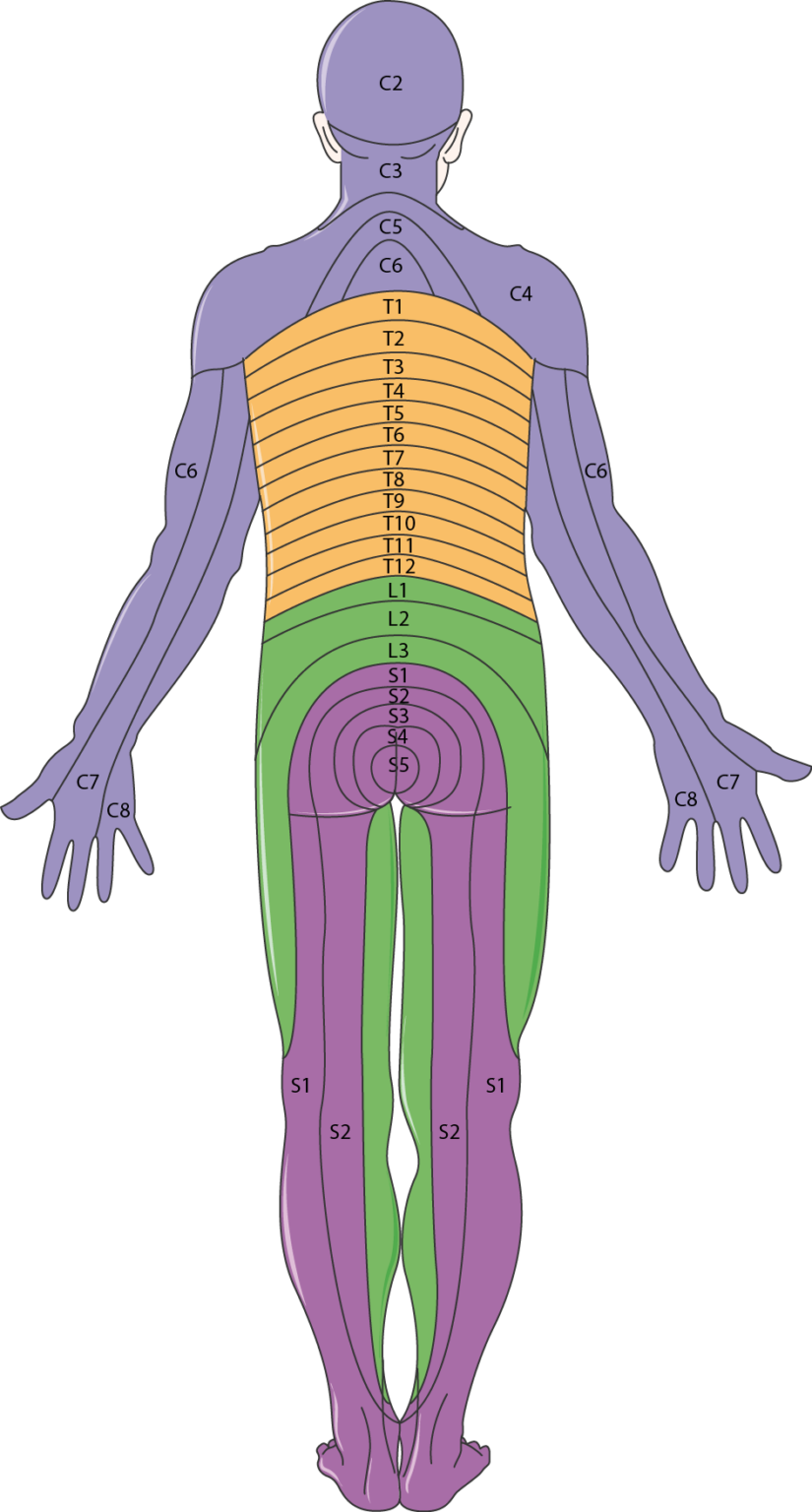 Neurology - Page 2 of 6 - Servier Medical Art