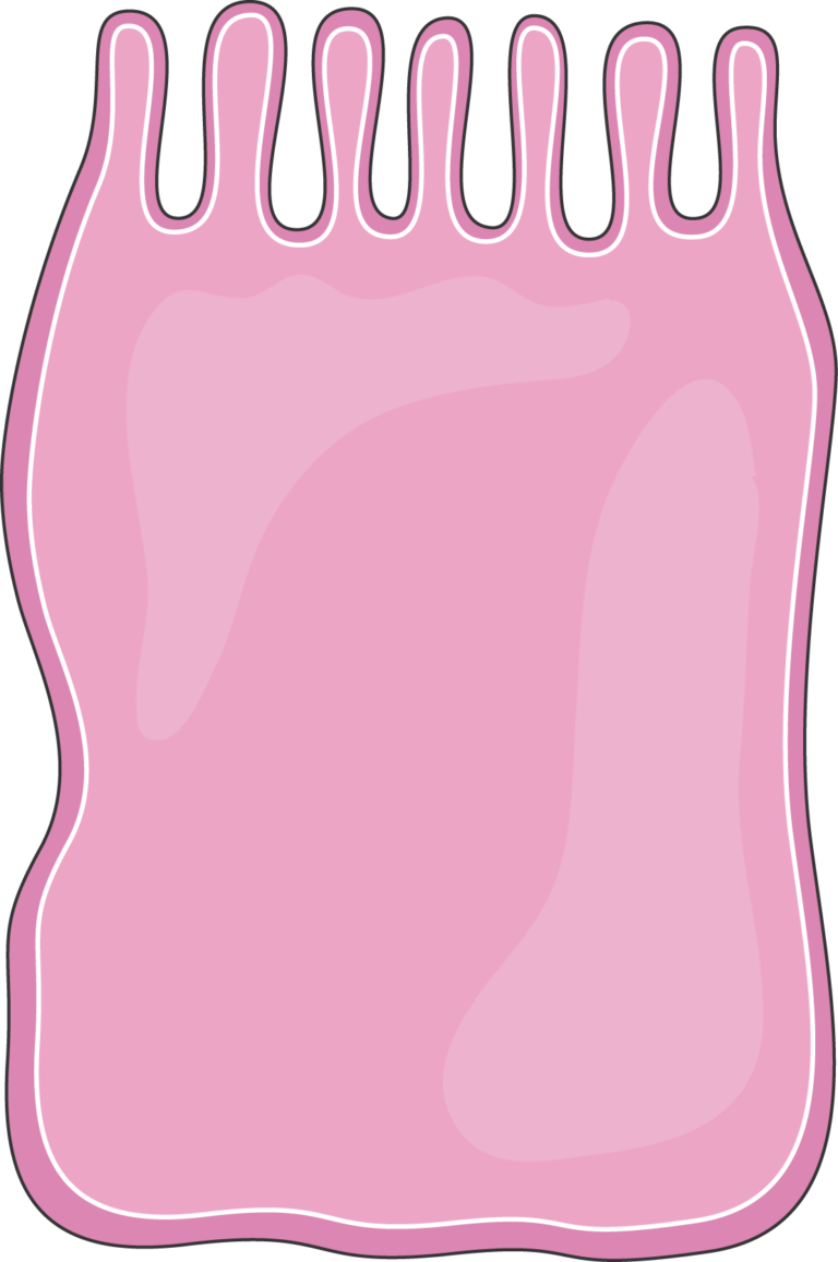 Endothelium - Servier Medical Art