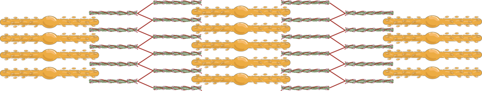 Smooth muscle cell - Servier Medical Art