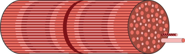 Muscle - Servier Medical Art