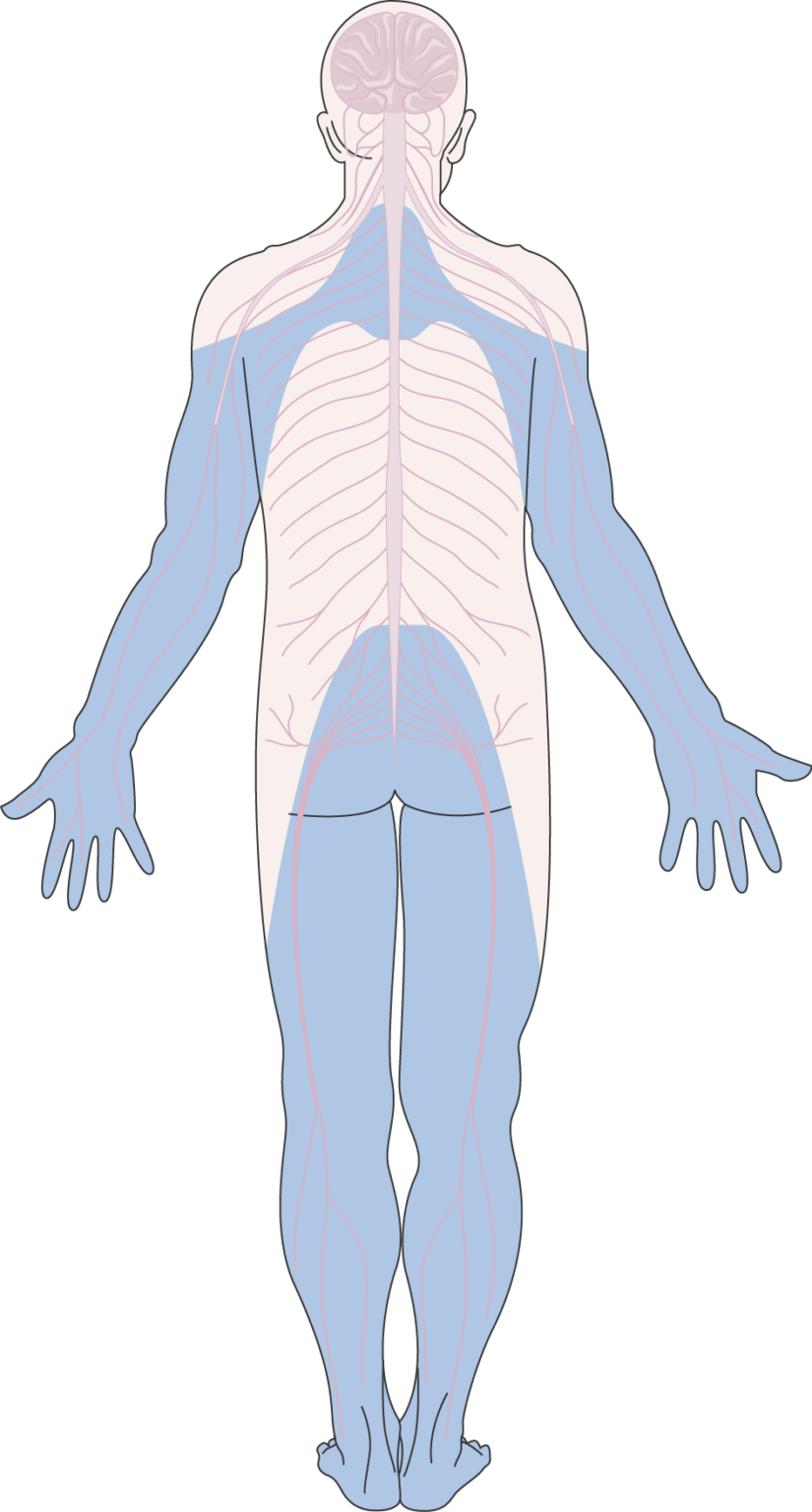 Microglia - Servier Medical Art