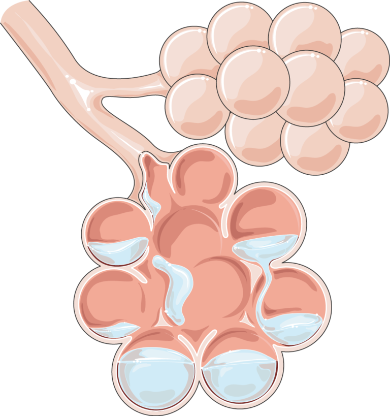 Lungs - Servier Medical Art