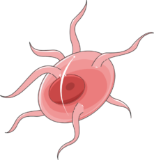 Plasmodium - Merozoites - Servier Medical Art