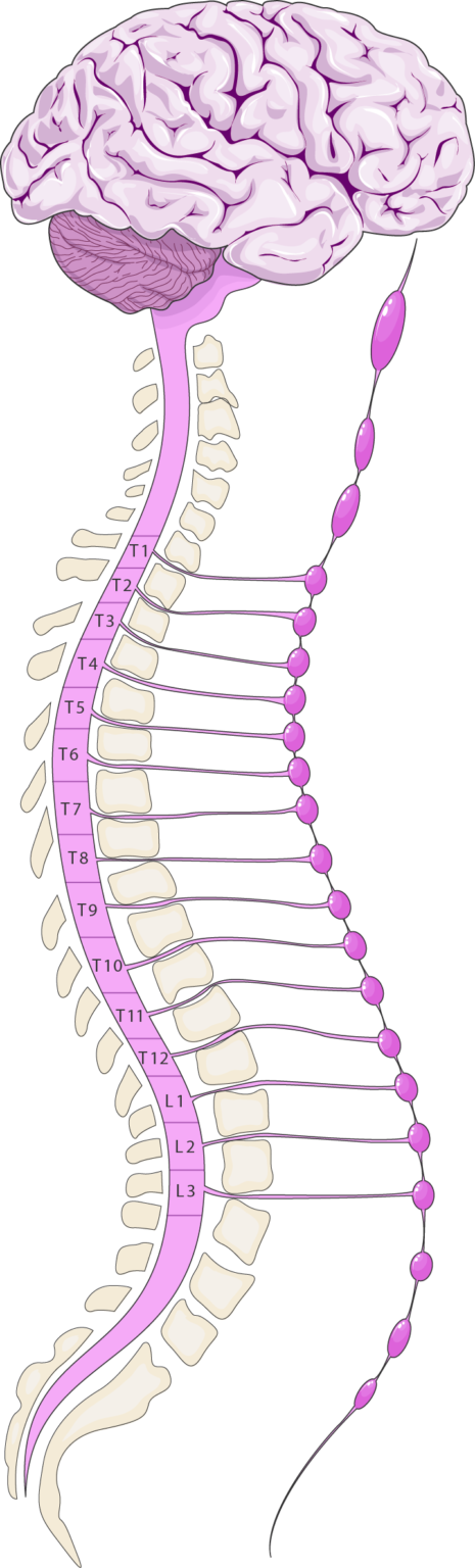 Spinal cord section - Servier Medical Art