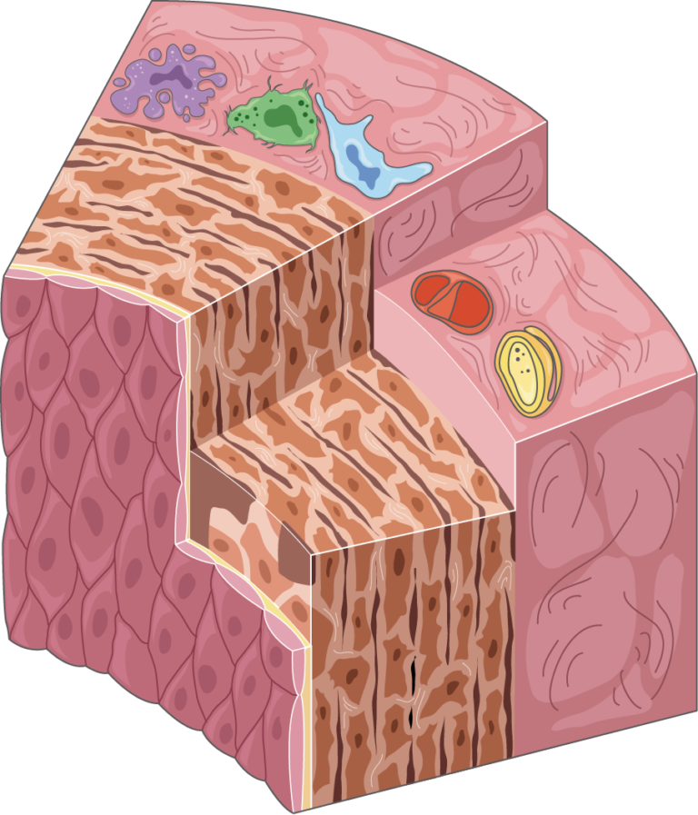Vasodilation - Servier Medical Art