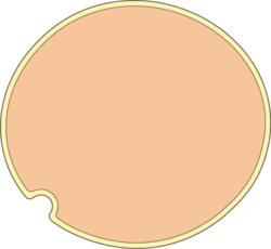 Cell membrane - Servier Medical Art