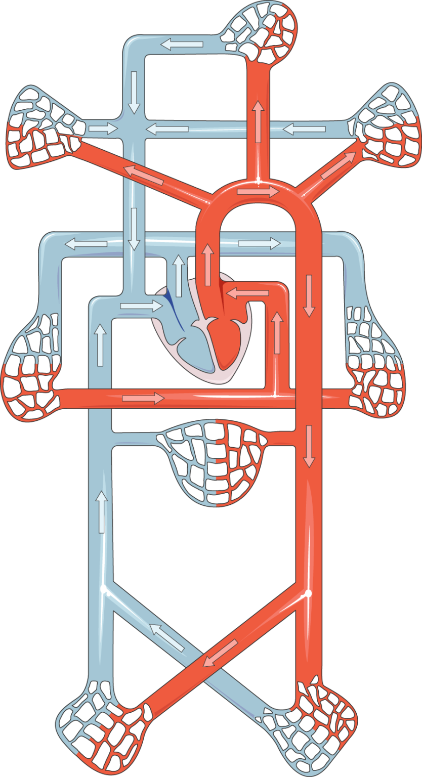 Anatomical Diagrams - Servier Medical Art