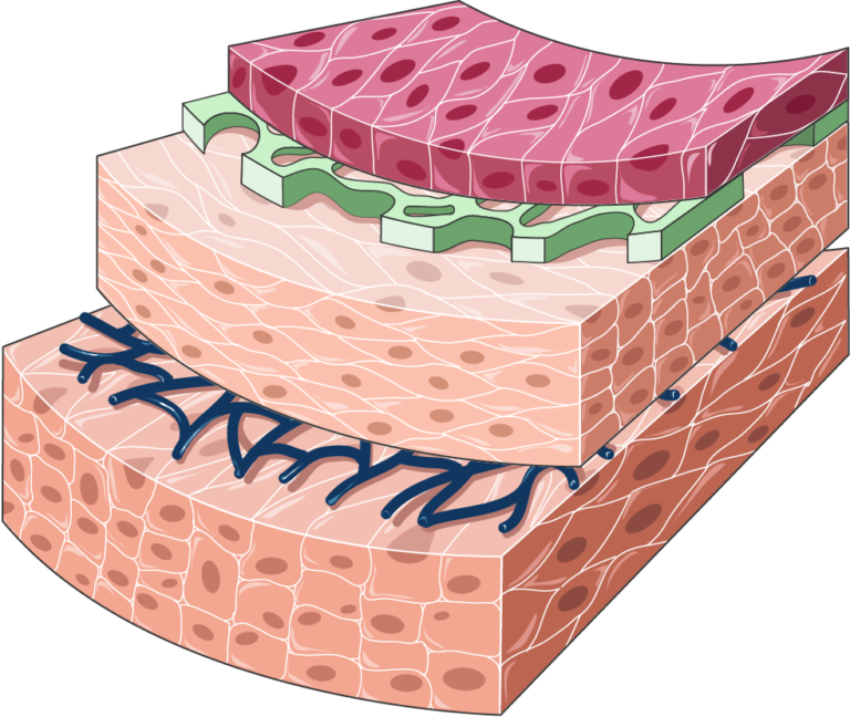 Anatomy and The Human Body - Page 4 of 55 - Servier Medical Art