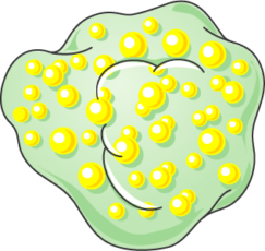 Foam cell - Servier Medical Art