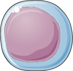 Lymphocyte - Servier Medical Art