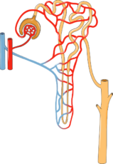 Nephron - Servier Medical Art