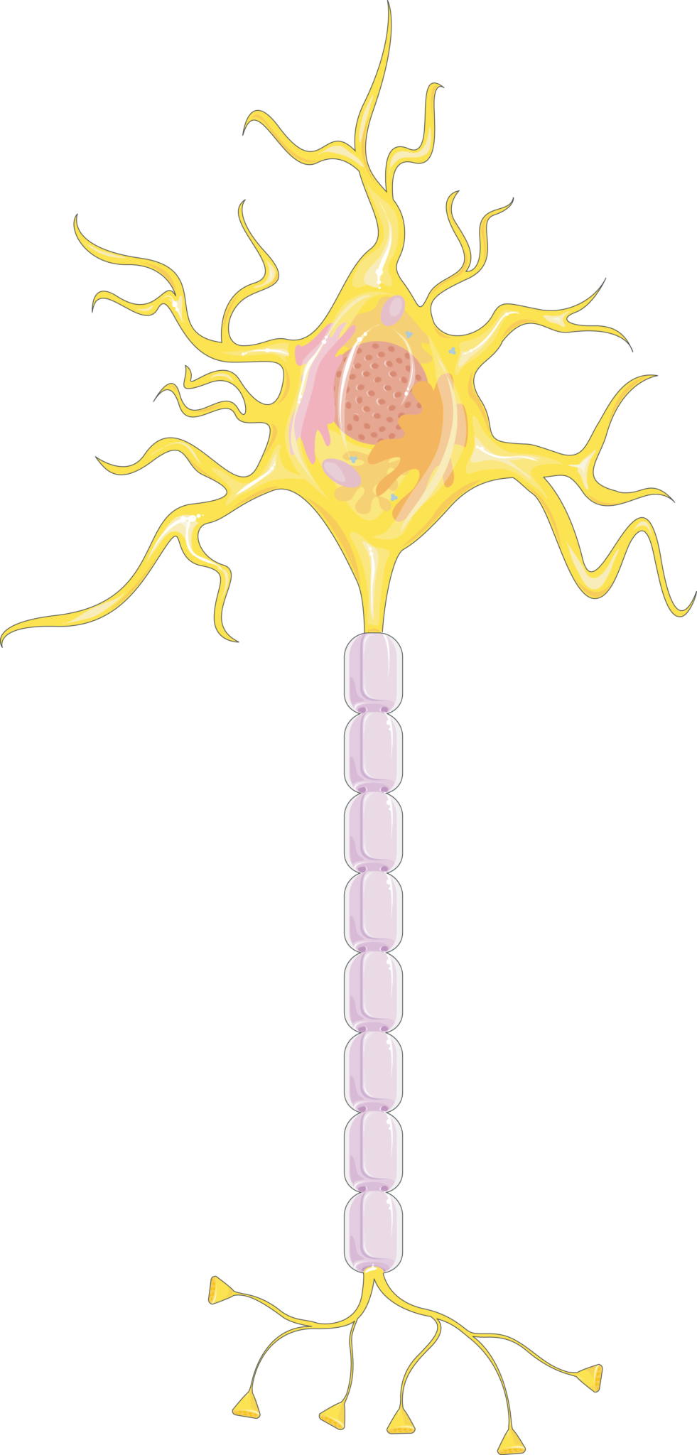 Neural cells - Servier Medical Art