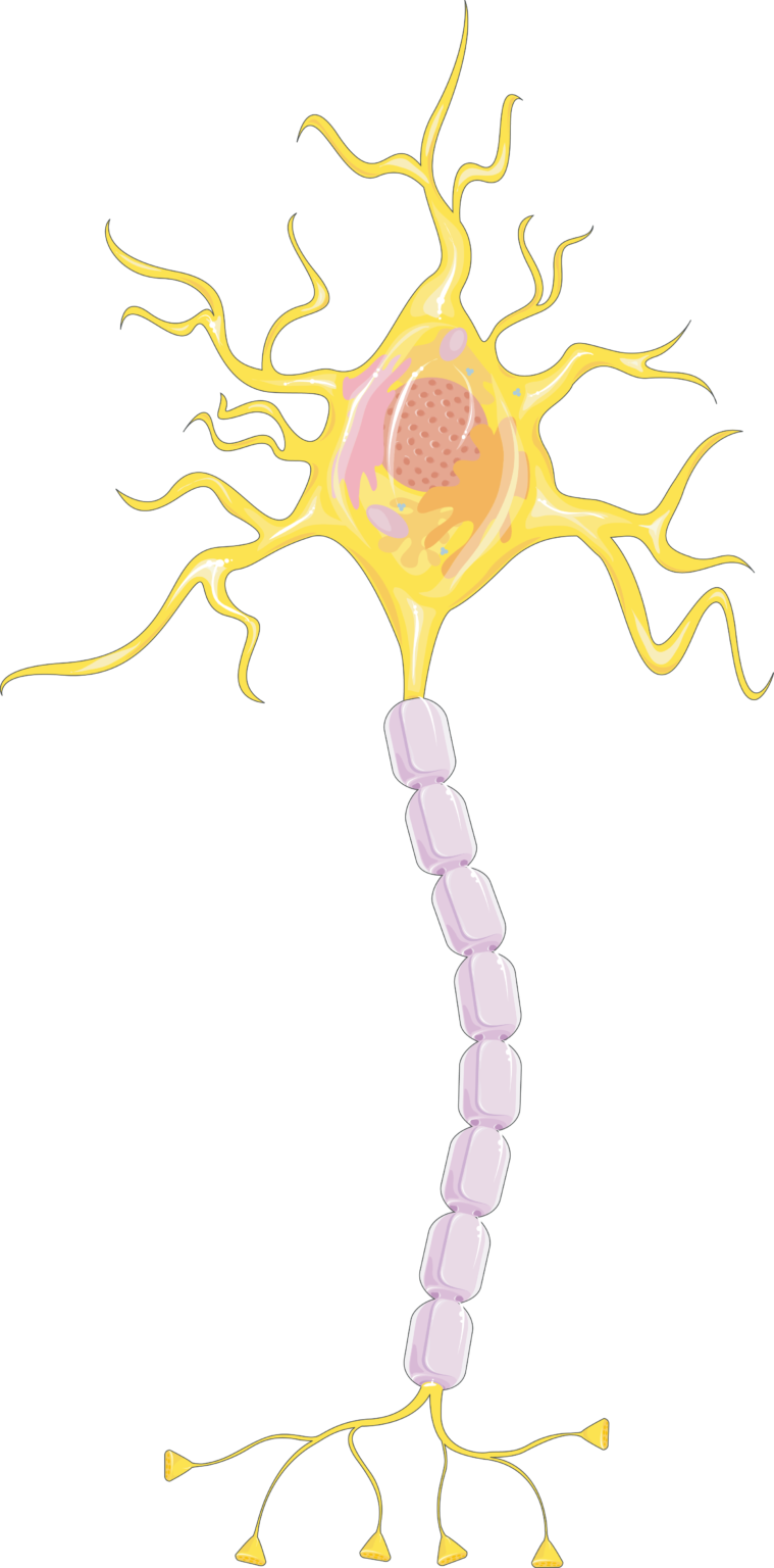 Neural cells - Servier Medical Art