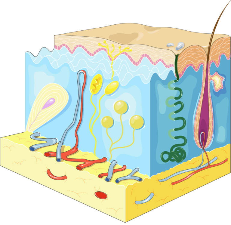 Integumentary system - Servier Medical Art