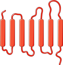 Receptor - Servier Medical Art